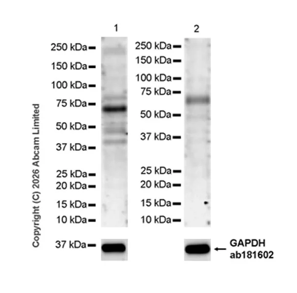 Anti-CCR5 antibody [EPR29865-504] (ab326722) | Abcam中文官网