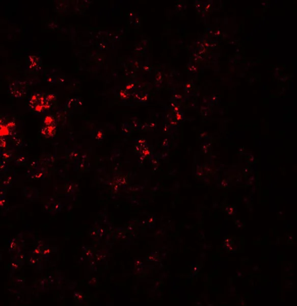 Anti-CCR7 antibody (ab191575) | Abcam