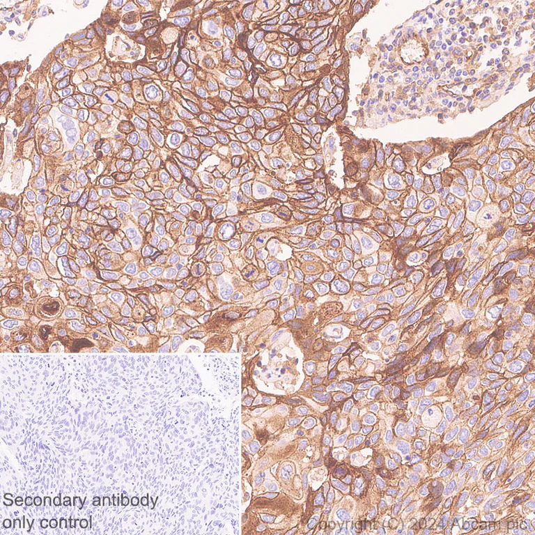 Anti-CD109 antibody [EPR29008-59] - BSA and Azide free (ab318143) | Abcam