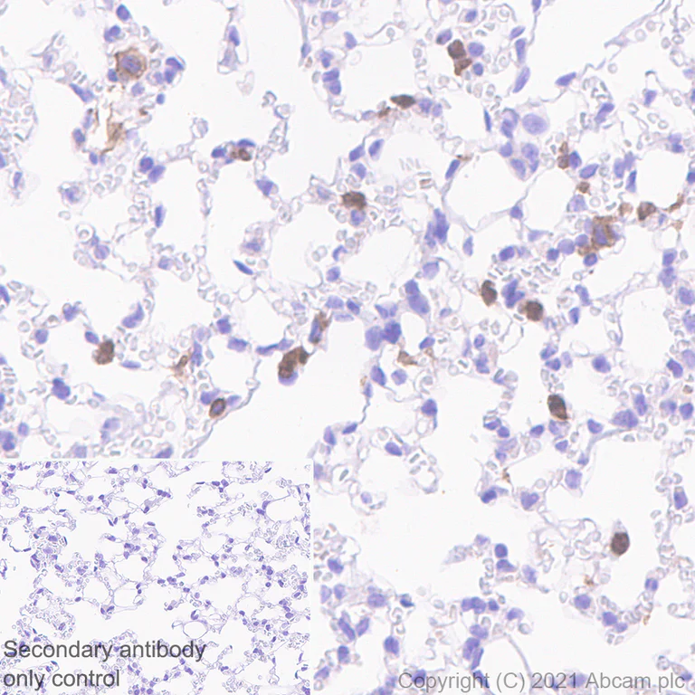 Anti-CD116 antibody [EPR24554-113] - BSA and Azide free (ab280372) | Abcam