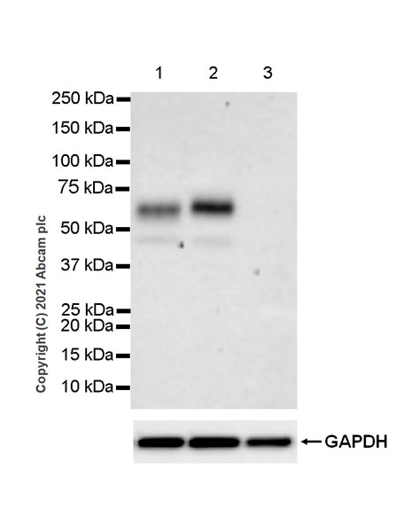 Anti-CD116 antibody [EPR24554-113] - BSA and Azide free (ab280372) | Abcam