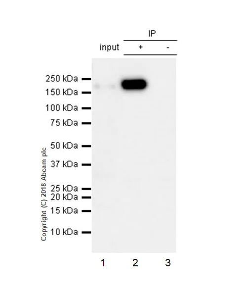 Anti-CD11b antibody [EP1345Y] - Carrier free (ab187537) | Abcam