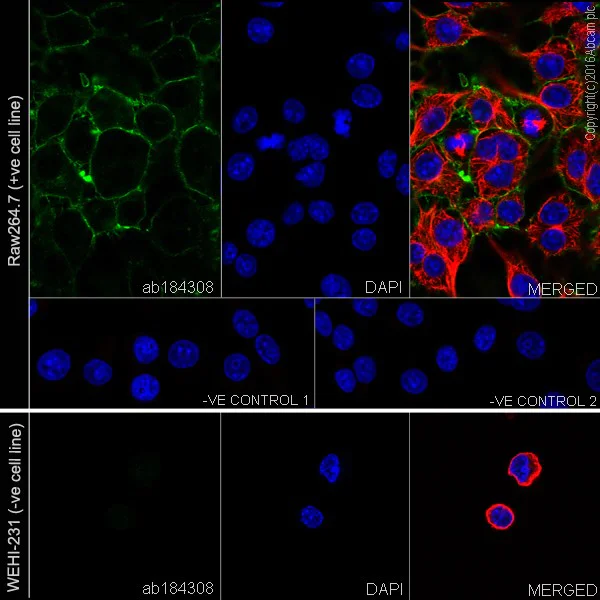 Anti-CD11b antibody [EPR19387] (ab184308) | Abcam
