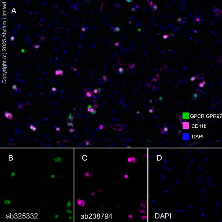 CD11b抗体[SP331] - BSA and Azide free (ab238794)| Abcam中文官网