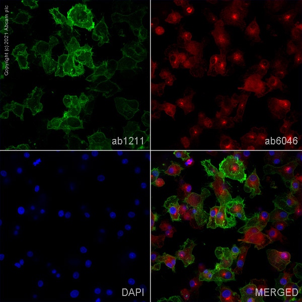Anti-CD11b + CD11c antibody [OX42] Mouse monoclonal (ab1211) | Abcam