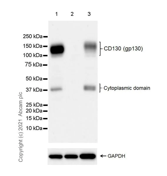 Anti-CD130 (gp130) antibody [EPR24557-50] KO tested (ab283685) | Abcam