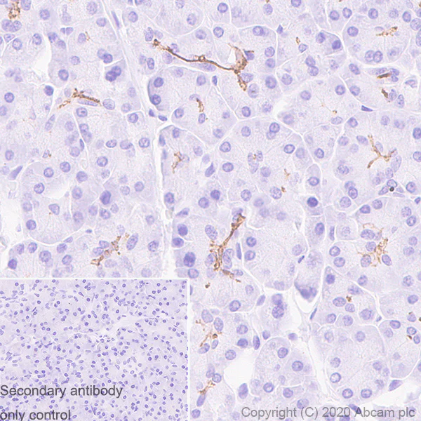 Anti-CD133 antibody [CMab-43] - BSA and Azide free (ab264545) | Abcam