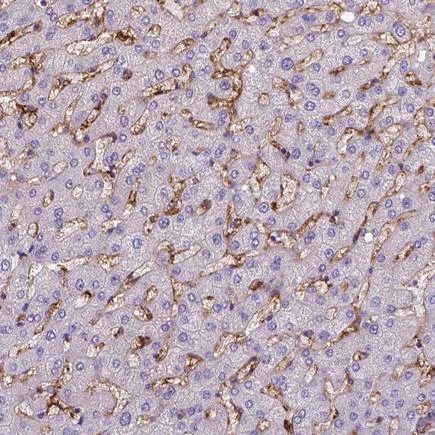 CD14抗体[CL1638] (ab243040)| Abcam中文官网