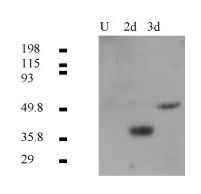 Anti-CD147 antibody [OX114] (ab34016) | Abcam
