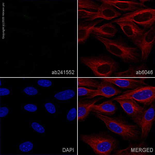 Anti-CD15 antibody [153B] (ab241552) | Abcam