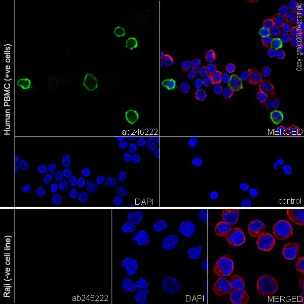 Anti-CD16 antibody [EPR22409-124] - BSA and Azide free (ab252908) | Abcam
