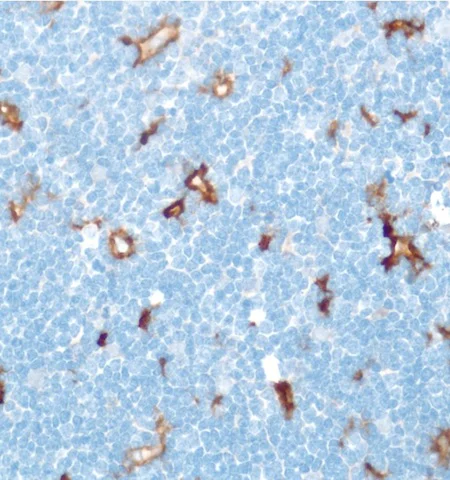 Anti-CD16 antibody [SP175] - Carrier free (ab243925) | Abcam