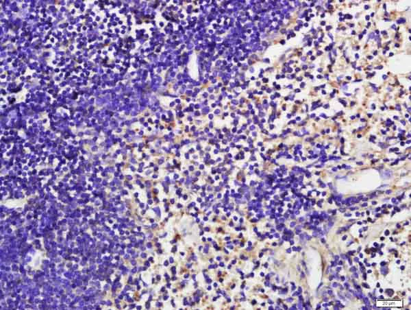 Anti-CD19 (phospho Y531) antibody (ab203615) | Abcam