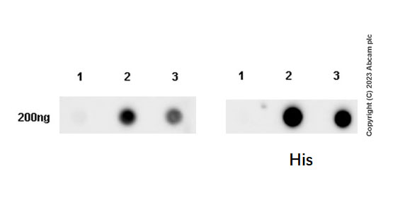 Anti-CD1d antibody [EPR28086-36] - BSA and Azide free (ab314133) | Abcam