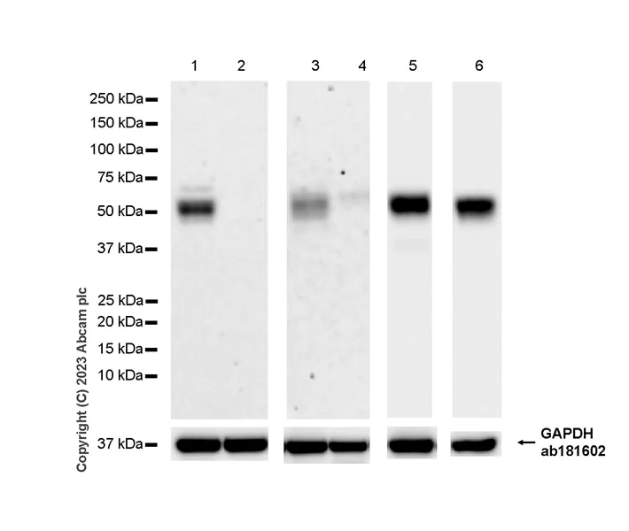 CD1d抗体[EPR28086-36] - BSA and Azide free (ab314133)| Abcam中文官网
