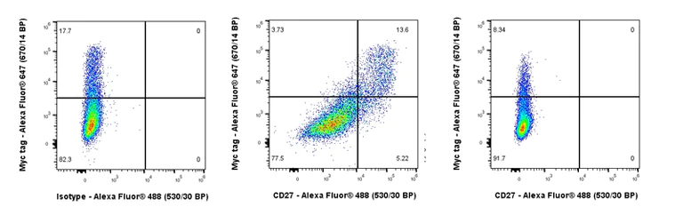 Anti-CD27 抗体 [EPR27428-9] (ab316959) | Abcam