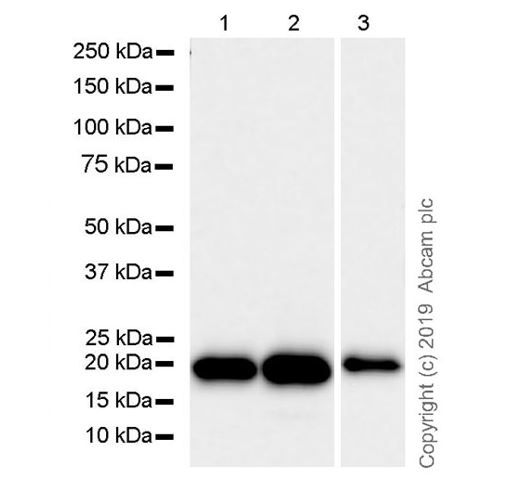 Anti-CD3 antibody [CD3-12] (ab11089) | Abcam