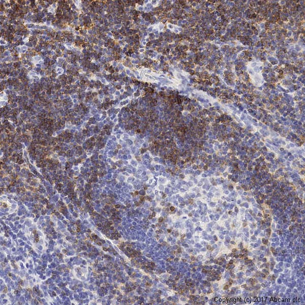 Anti-CD3 epsilon antibody - T cell marker (ab5690) | Abcam