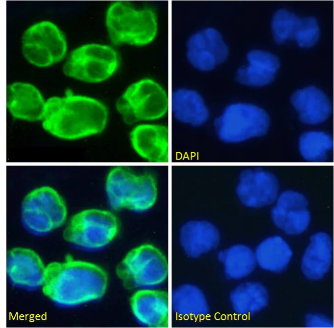 CD3 epsilon抗体[OKT-3 (muromonab)] -兔IgG (Chimeric) (ab275972)| Abcam中文官网