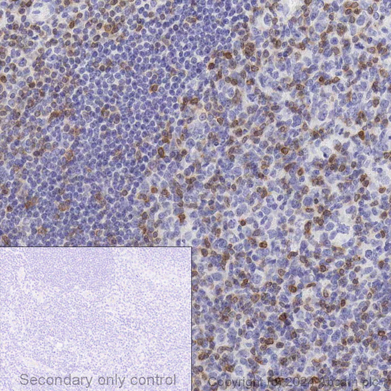 Anti-CD3 epsilon antibody [SP7] 20 ul size (ab16669) | Abcam
