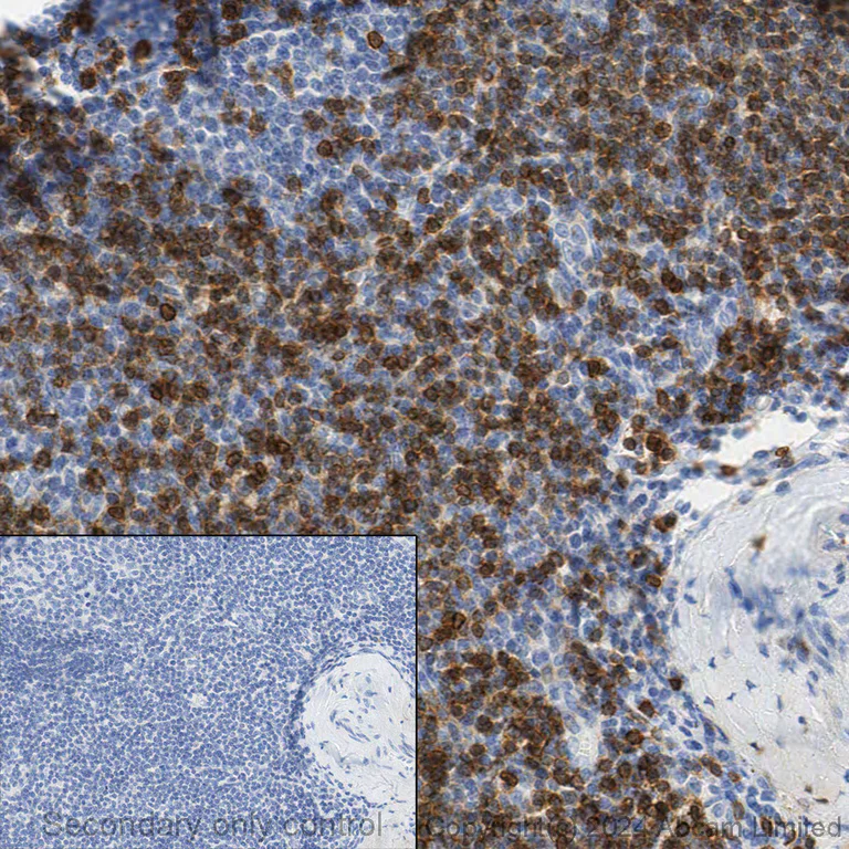 Anti-CD3 epsilon antibody [SP7] - Carrier free (ab205228) | Abcam