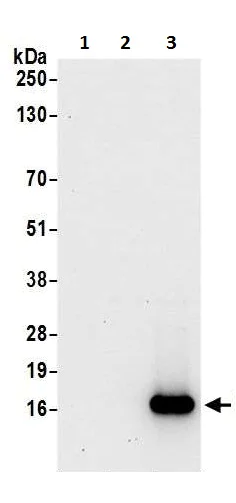 Anti-CD3 zeta antibody (ab226475) | Abcam