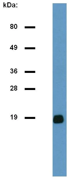 CD3 zeta抗体[H146-968] - BSA and Azide free (ab119827)| Abcam中文官网
