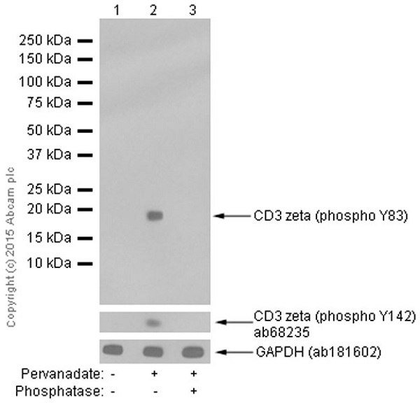 Anti-CD3 zeta (phospho Y83) antibody [EP776(2)Y] (ab68236) | Abcam