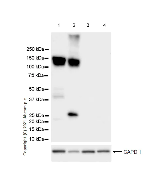 Anti-CD31 antibody [RM1006] 20 ul size (ab281583) | Abcam