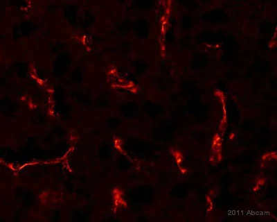 Anti-CD31 antibody [TLD-3A12] Mouse monoclonal (ab64543) | Abcam