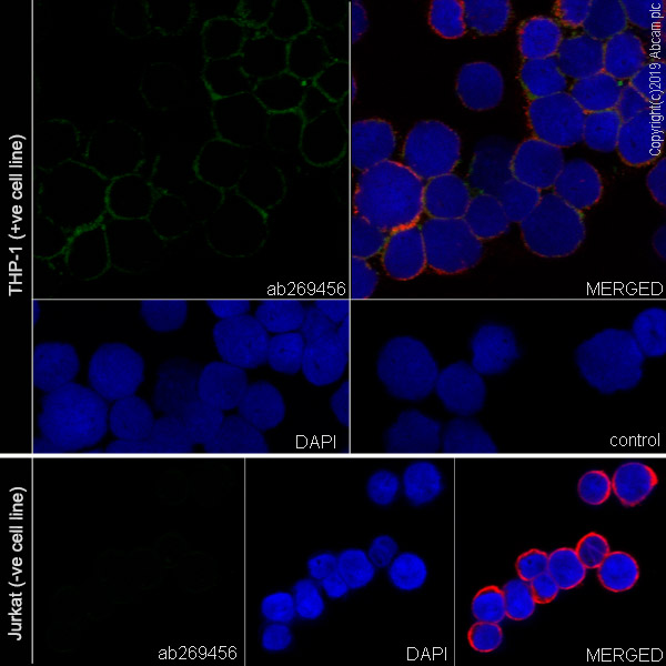 Anti-CD33 antibody [EPR23051-101] - BSA and Azide free (ab269461) | Abcam