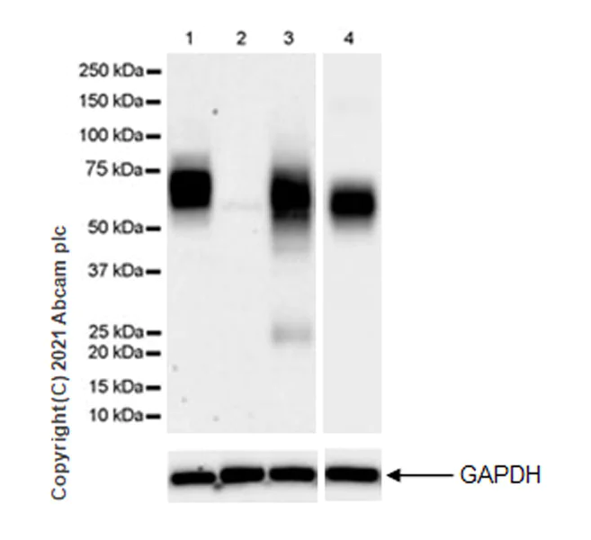 Anti-CD33 antibody [EPR24370-124] KO tested (ab270942) | Abcam