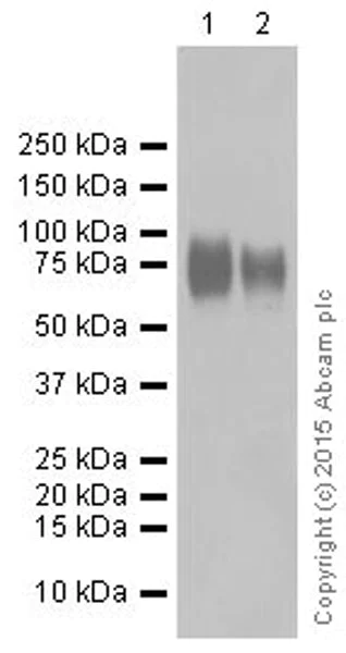 Anti-CD33 antibody [EPR4423] KO Tested (ab134115) | Abcam