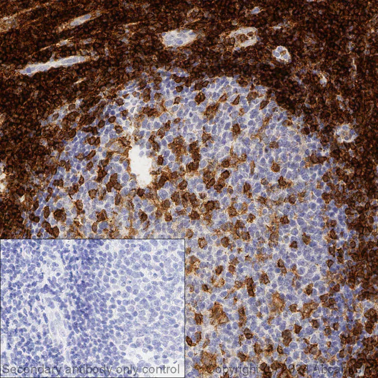 CD4抗体[EPR6855] (ab133616)| Abcam中文官网