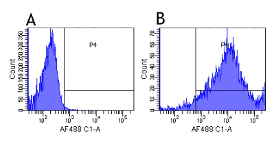 Anti-CD41 抗体 [7E3 (Abciximab)] - Rabbit IgG (Chimeric) (ab275976) | Abcam