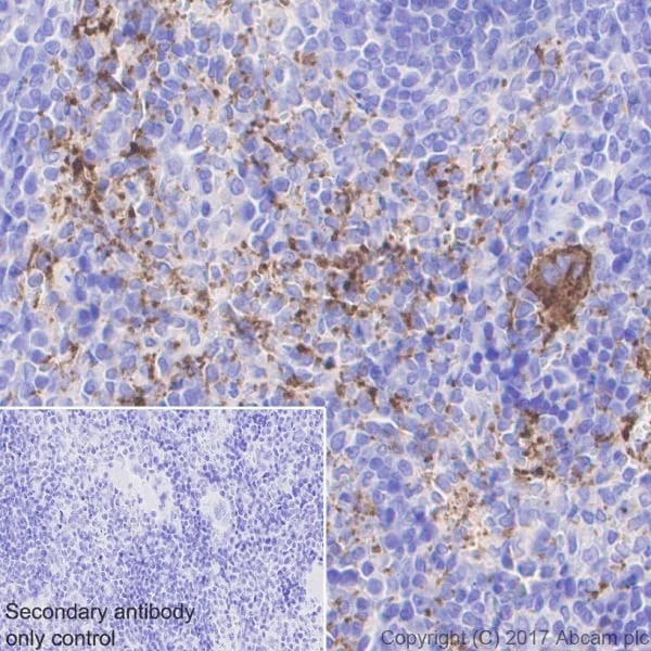 Anti-CD41 antibody [EPR17876] (ab181582) | Abcam