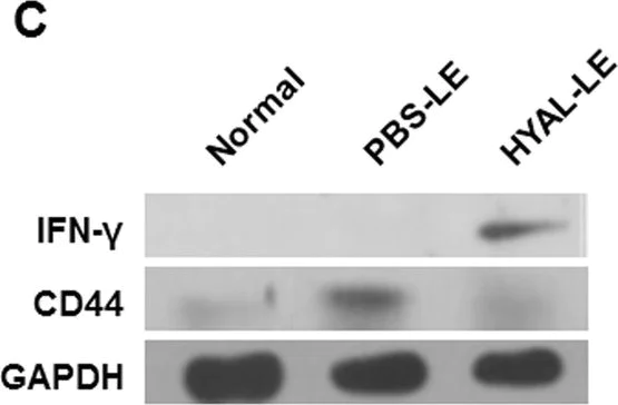 Anti-CD44 antibody (ab24504) | Abcam