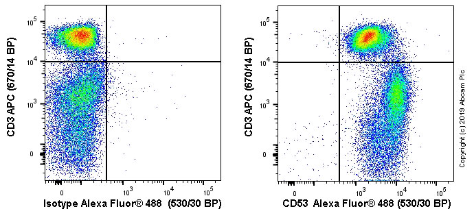 Anti-CD53 antibody [MRC OX-44] (ab22383) | Abcam