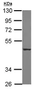 Anti-CD55 antibody (ab230638) | Abcam
