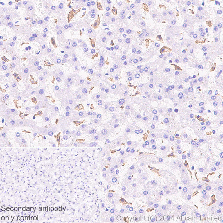 Anti-CD5L/CT-2 antibody [EPR29363-540] (ab323268) | Abcam