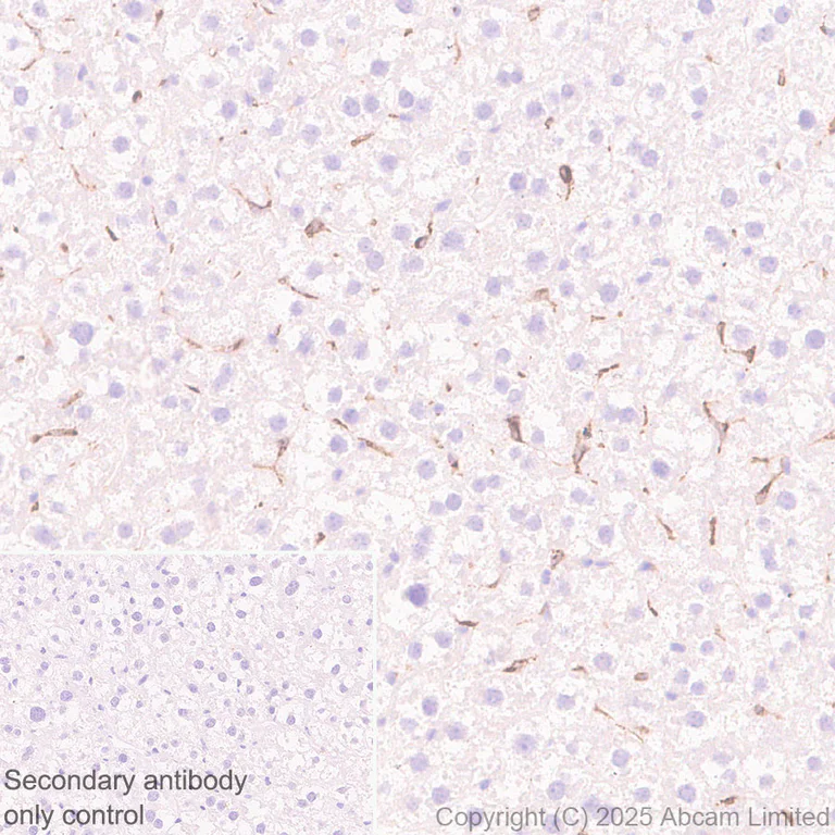 Anti-CD5L/CT-2 antibody [EPR29364-21] (ab324193) | Abcam