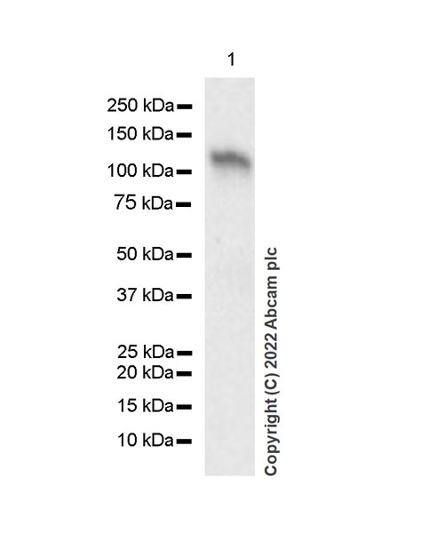 Anti-CD62E antibody [EPR25616-62] (ab300557) | Abcam