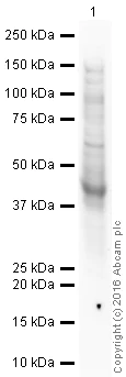 Anti-CD63 antibody - macrophage marker (ab68418) | Abcam