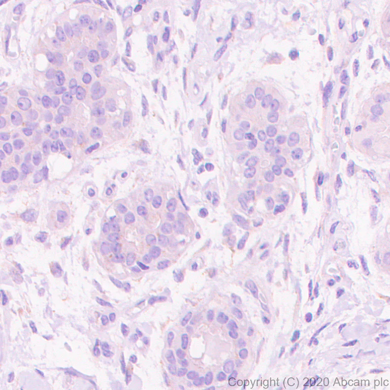 Anti-CD63 antibody [KILL150A] (ab271286) | Abcam