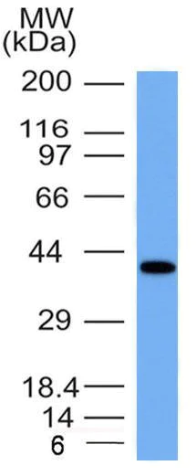 CD63抗体[NKI/C3] - BSA and Azide free (ab213090)| Abcam中文官网