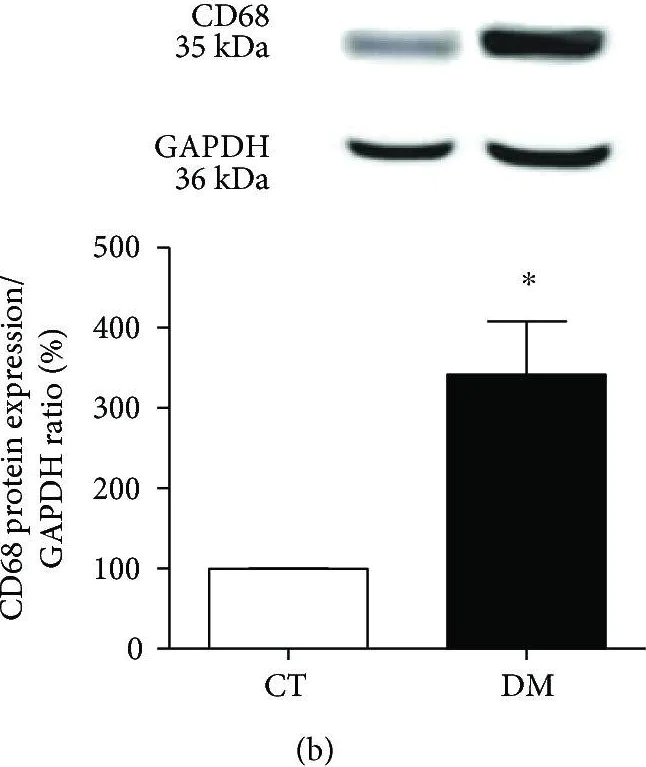 CD68抗体 (ab125212)| Abcam中文官网