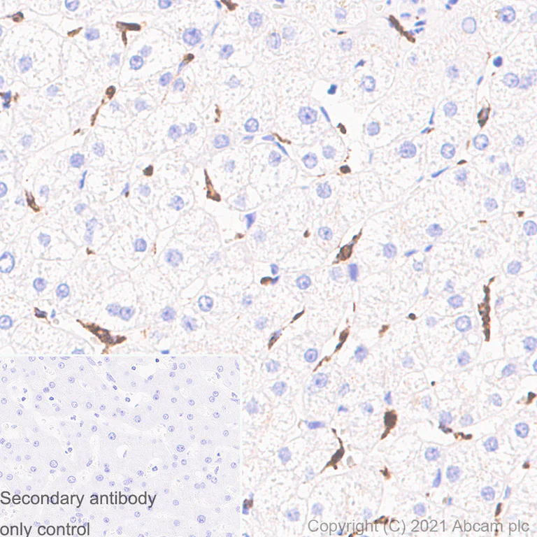 Anti-CD68 antibody [EPR20545] - Mouse IgG1 (Chimeric) (ab283316) | Abcam