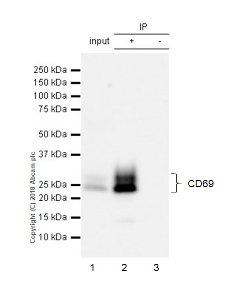 Anti-CD69 antibody [EPR21814] (ab233396) | Abcam