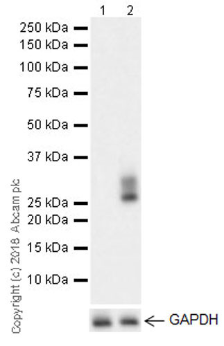 Anti-CD69 antibody [EPR21814] (ab233396) | Abcam
