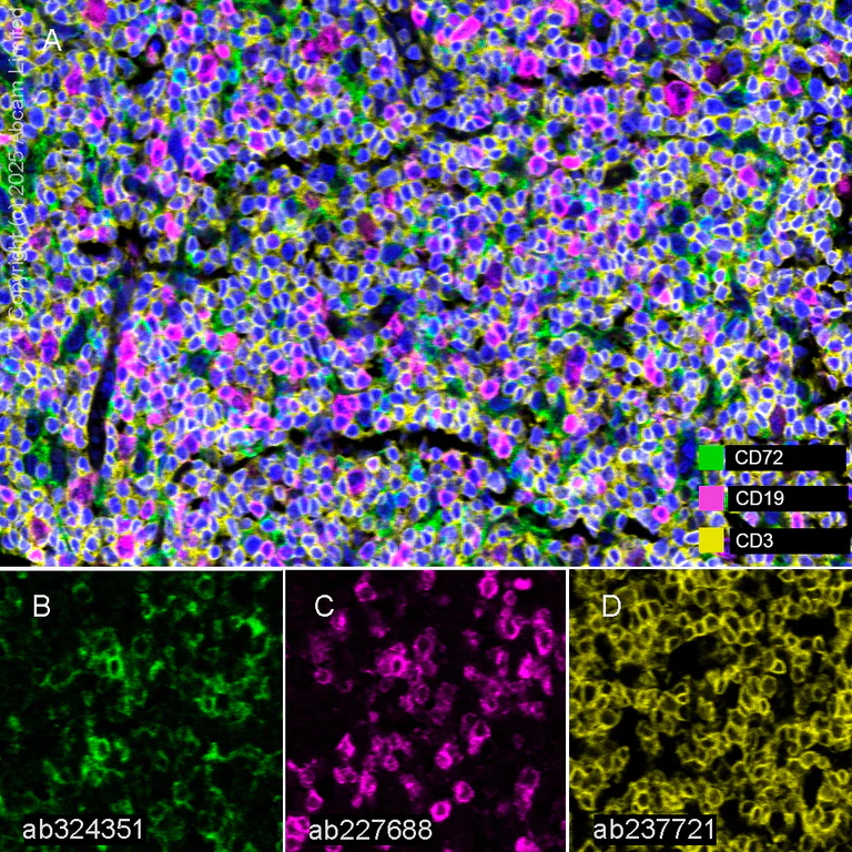 Anti-CD72 antibody [EPR29739-578] - BSA and Azide free (ab324360) | Abcam